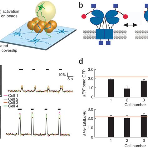Functional Synaptic Connectivity Between Neuronal Layersa Schematic