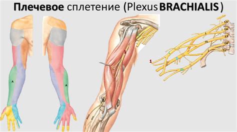 Плечевое сплетение и его короткие ветви Online Presentation