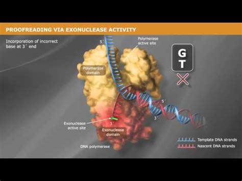 DNA Proofreading Definition Role In Replication Expii