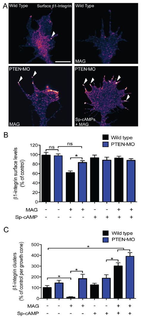 Mag Induced β 1 Integrin Internalization And Inhibition Of Clustering
