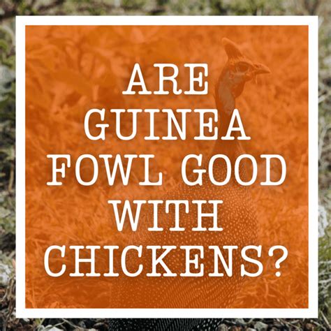 Considering Orpington Chickens Everything You Need To Know