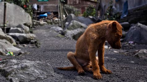 Qué Debemos Hacer Si Somos Testigos De Maltrato Animal Wakyma
