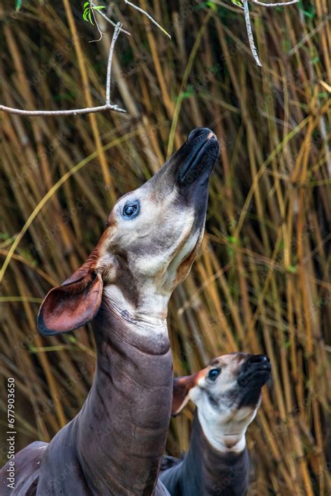 The Okapi Also Known As The Forest Giraffe Congolese Giraffe And