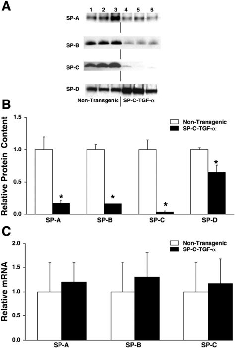 Decreased Surfactant Proteins In Sp C Tgf ␣ Mice A Sp A Sp B