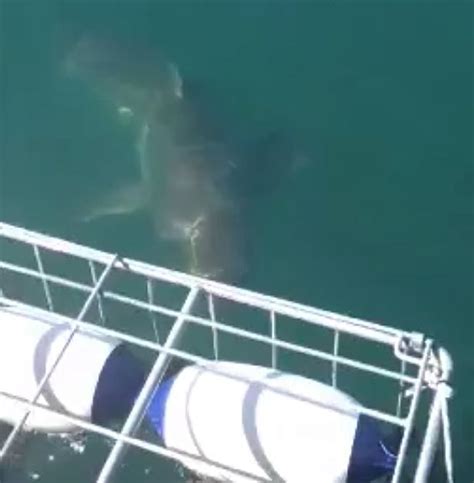 Shark Attack Video Great White Attacks Divers Cage In South Africa