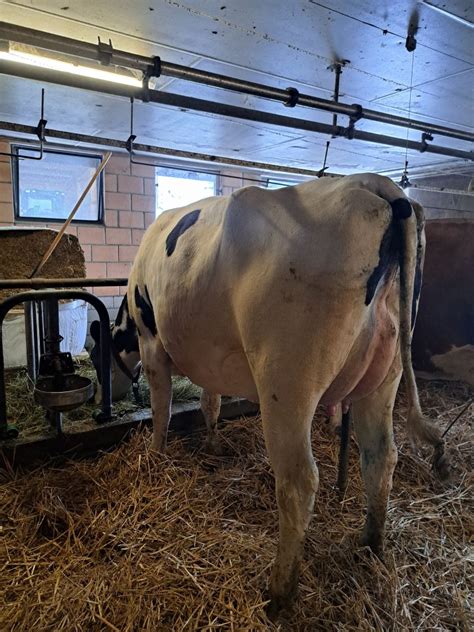 Tgd Holstein Magnitude Suprema