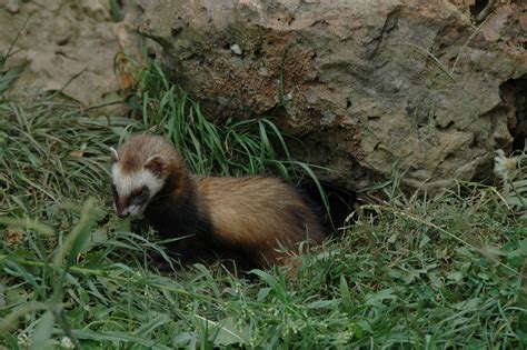 La Clase Del Día Los Animales Y Sus Mecanismos De Defensa Educar