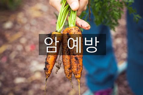 달큰하고 아삭한 당근 당근 효능과 효과적으로 섭취하는 방법은 네이버 포스트