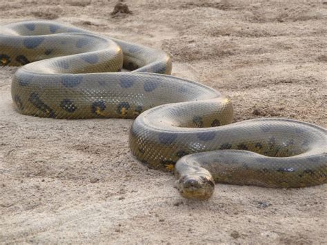 Amazing Green Anaconda Giant Anaconda Facts Photos Information