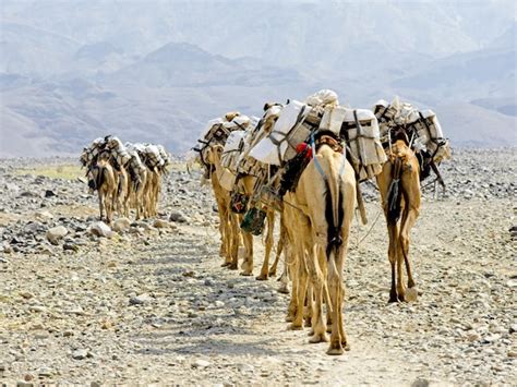 Premium Photo Camel Caravan Transporting Salt Across Ass Ale Salt Lake Ethiopia