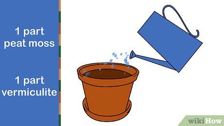 Ways To Grow Hydrangea From Cuttings WikiHow
