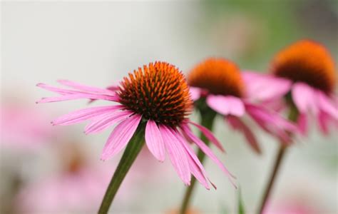 Herb Profile Echinacea