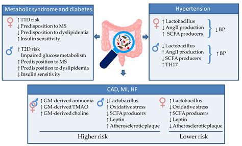 Gut Microbiota Sex Hormone In Metabolic And Cardiovascular Disease