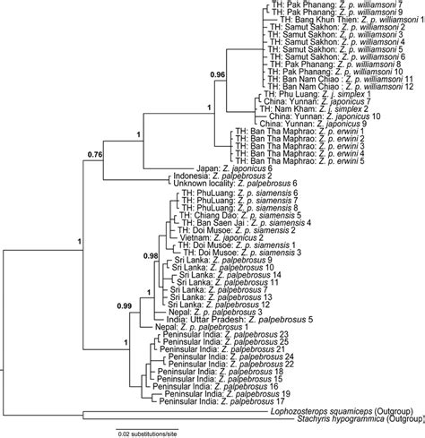 bayesian gene tree based on mitochondrial nd2 gene estimated using