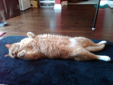 Rub My Kitty Cat Belly