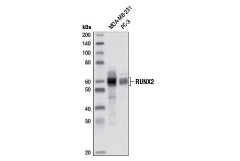 runx2 d1h7 rabbit mab cell signaling technology