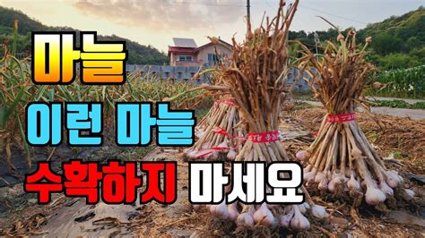 마늘수확 홍산마늘 대서마늘 육쪽마늘 병충해 강한 품종 알아냈습니다 Youtube