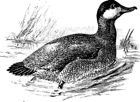 Ruddy Duck Vintage Illustration 35484654 Vector Art At Vecteezy