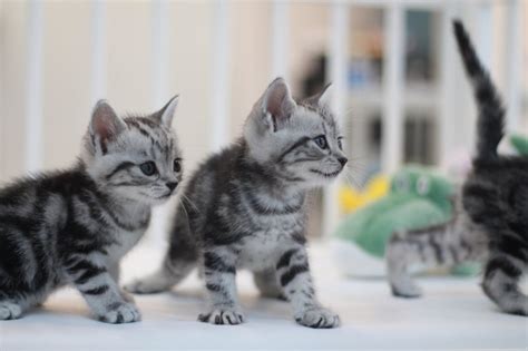 첫 반려묘로 추천하는 아메리칸숏헤어 고양이 ♥ 건강 성격 크기 털빠짐은 네이버 블로그