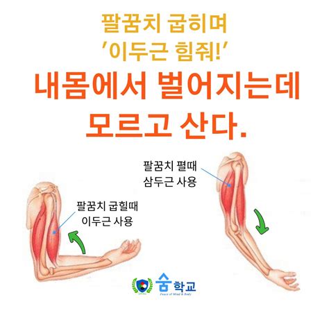 인체의 팔을 굽혔다 폈다 할때는 근육이 움직입니다 보통 이두근은 팔을 구부릴 때 삼두근은 팔을 펼 때 사용합니다 그리고
