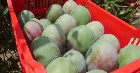 Producción Nacional De Mango Disminuyó Un 832 En Enero De 2024
