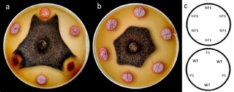 Biological Activity Assays Between Streptomyces 51 Enhanced And Null