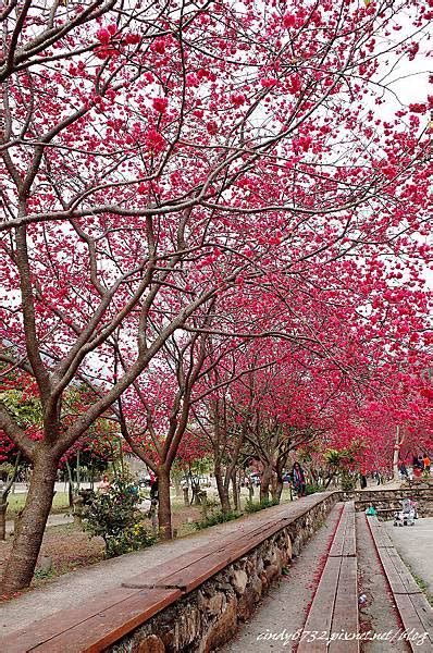 【南投埔里櫻花】埔里箱根旅館｜埔里賞櫻花好去處，盛開美美的櫻花，八重櫻，山櫻花讓人拍不停！ Cindy的秘密花園