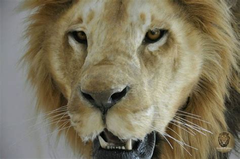 Reproduction African Lion Head Faux Taxidermy Mount Etsy Israel