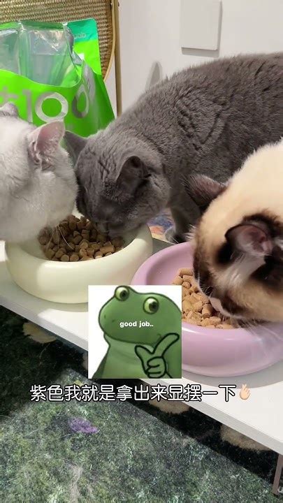 鲜生纪的吃播来了！！一点不吹糖姐今天自己炫了20g😃给我惊到了 鲜肉冻干适口性真的好！（买两袋还送碗）可以备注白色或者黄色﫶 真的没试过的冲