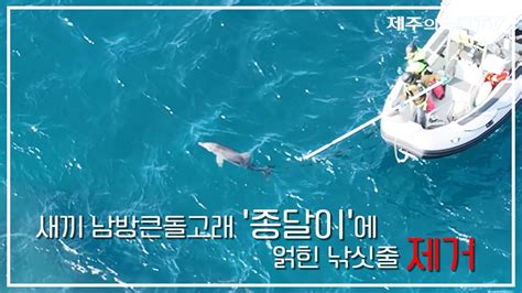 새끼 남방큰돌고래 종달이에 얽힌 낚싯줄 제거 Youtube