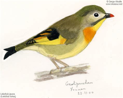 Léiothrix Jaune Seni215783
