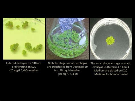 PPT THE STEPS IN SOYBEAN SOMATIC EMBRYO Tissue Culture And TRANSFORMATION PowerPoint