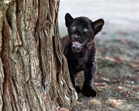 Black Panther Cub Rhardcoreaww