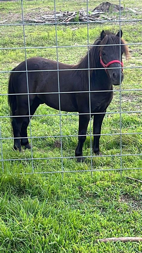 28 Mini Stallion