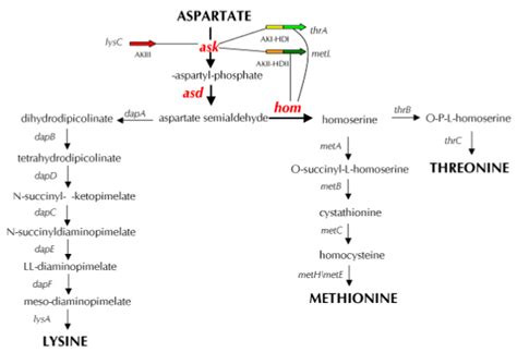 The Aspartate Pathway Genes Marked In Red Ask Asd And Hom