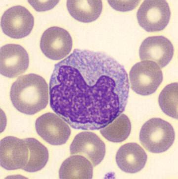 Monocyte CellWiki