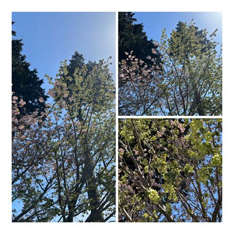 緑の桜・御衣黄（ギョイコウ）が満開です 船井幸雄記念館｜公益財団法人舩井幸雄記念館～桐の家～