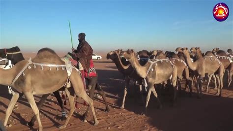 مسيرة إبل الشيخ علي بن مبارك ال مسفر ال مسعود القحطاني المـشارك في فئة