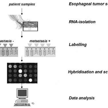 Schematic Design Of A Microarray Experiment Download Scientific Diagram