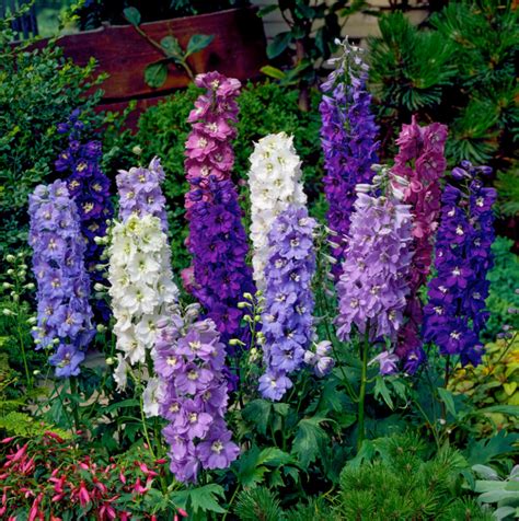 Delphinium Plants
