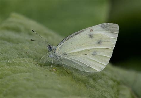 29 Common Butterflies In California With Pictures