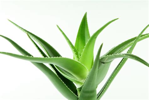 Come Piantare Laloe Vera