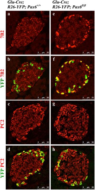 Pax6 Inactivation In The Adult Pancreas Reveals Ghrelin As Endocrine