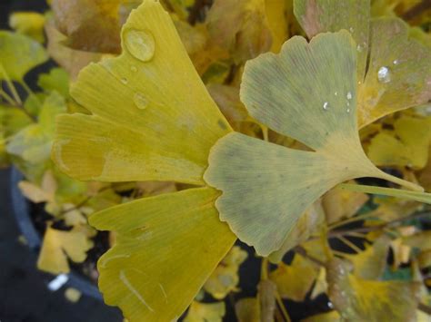 Buy Ginkgo Biloba Chi Chi Ginkgo Tree — Mr Maple │ Buy Japanese Maple