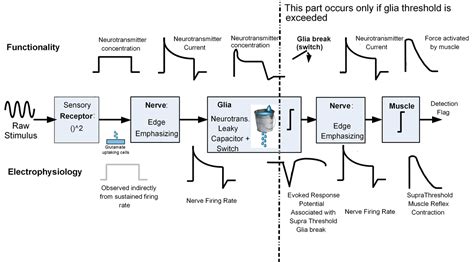 01 single neuron modeling biological neuron model deep learning bible n machine learning