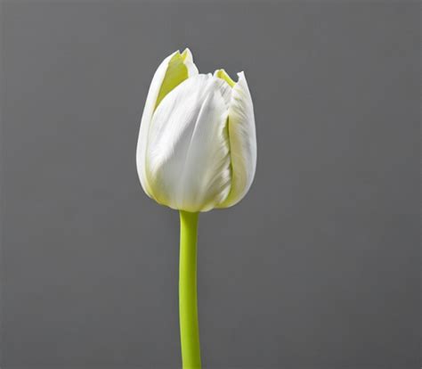 Купить тюльпаны или заказать тюльпаны с доставкой по Санкт Петербургу Звоните 8 800 222 66