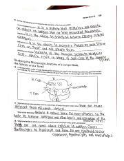 Lymphatic Lab Review Sheet Define The Following Terms Related To The