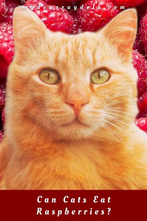 Can Cats Eat Raspberries