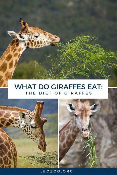 Do Giraffes Have Teeth How Do They Eat Artofit