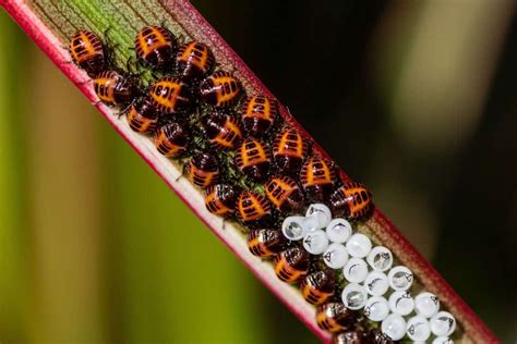 16 Of The Most Common Pests That You Might Find In Your Florida Home